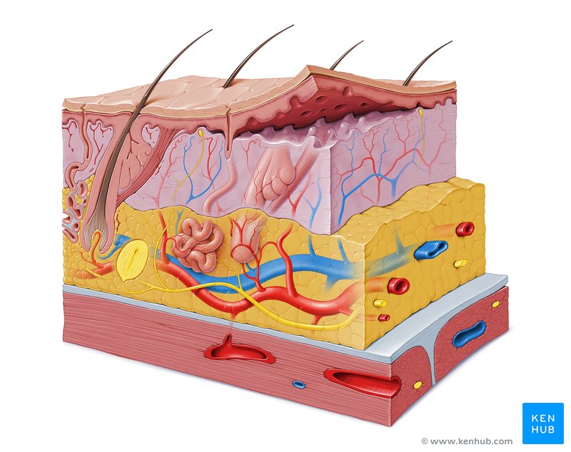 Lederhaut (Dermis): Definition, Schichten, Funktion | Kenhub