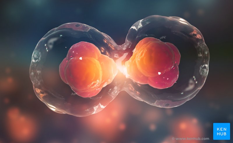 I want to cancel my Premium subscription | Kenhub