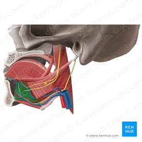 Tongue: Anatomy, muscles, taste buds, gustatory pathway | Kenhub