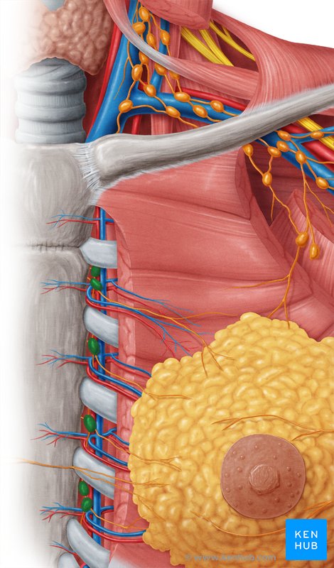 Lymph nodes of the thorax and abdomen: Anatomy | Kenhub