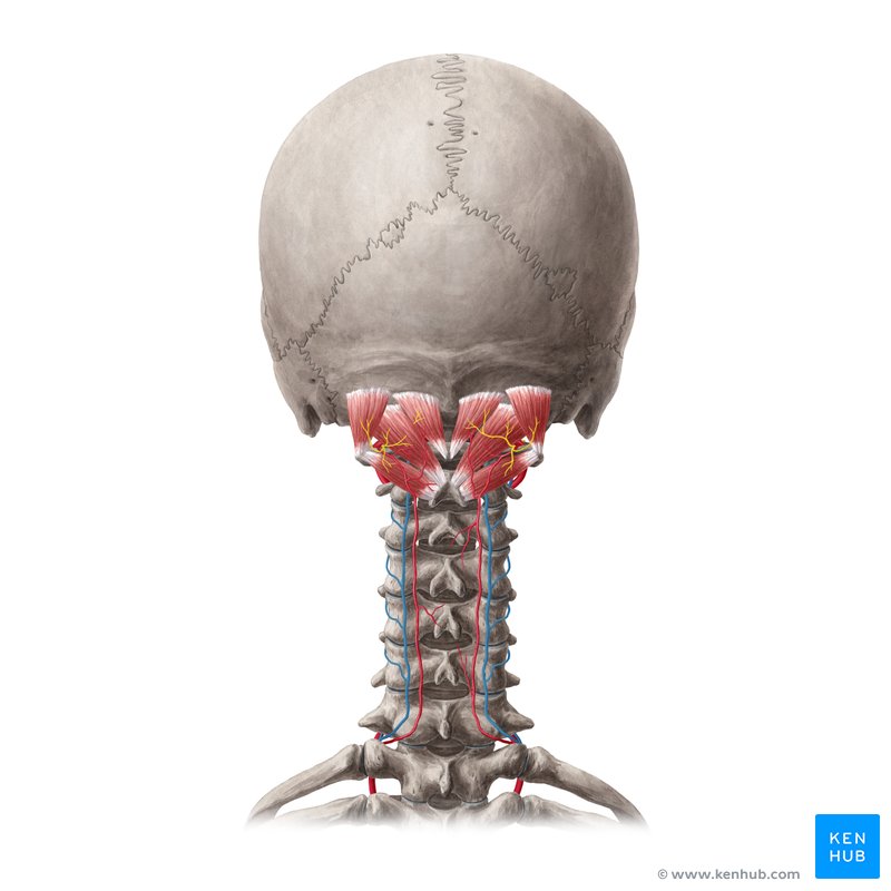 Suboccipital triangle: Location, borders, contents | Kenhub