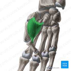 Thenar muscles: Anatomy, innervation and function | Kenhub
