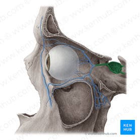 Cavernous sinus: Anatomy | Kenhub