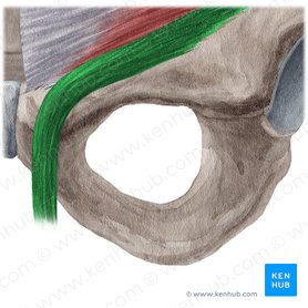 Cremaster: Origin, insertion, innervation, action | Kenhub
