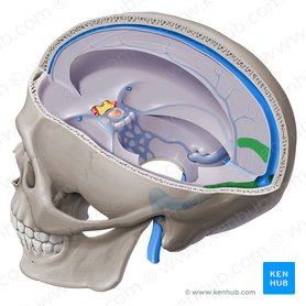 Dural venous sinuses: Anatomy | Kenhub