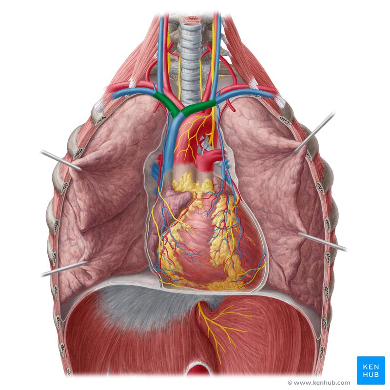 brachiocephalic vein function