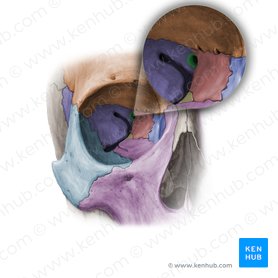 Cranial Floor And Posterior Orbital Wall Was Built | Viewfloor.co