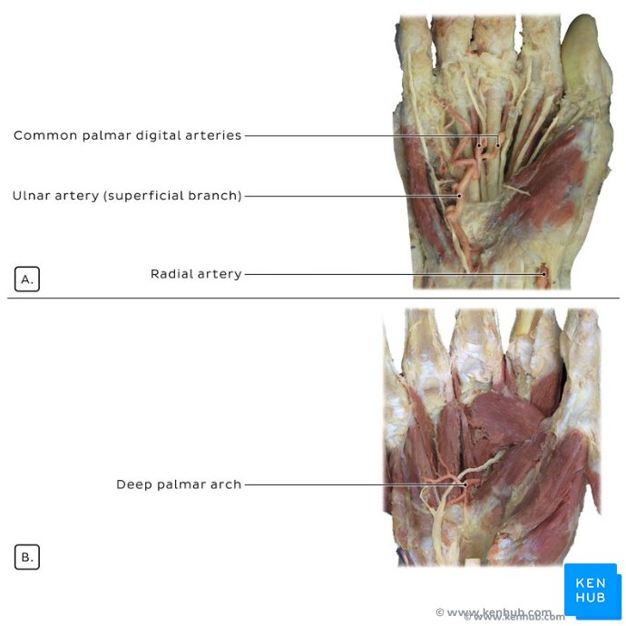 Raynaud’s syndrome: Signs, symptoms, causes & treatments | Kenhub