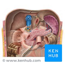 common hepatic duct function