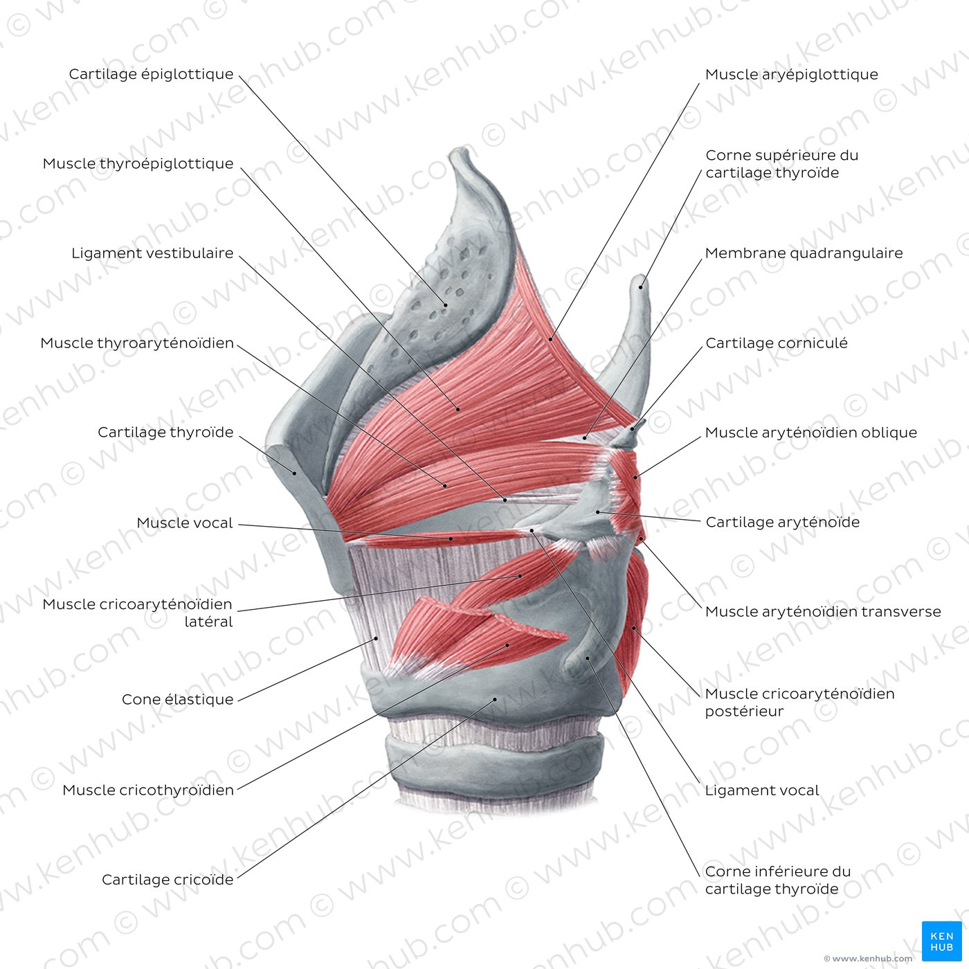 Anatomie de la gorge : Cartilages, ligaments, muscles | Kenhub