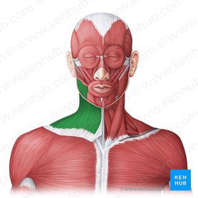 Human face: anatomy, structure and function | Kenhub