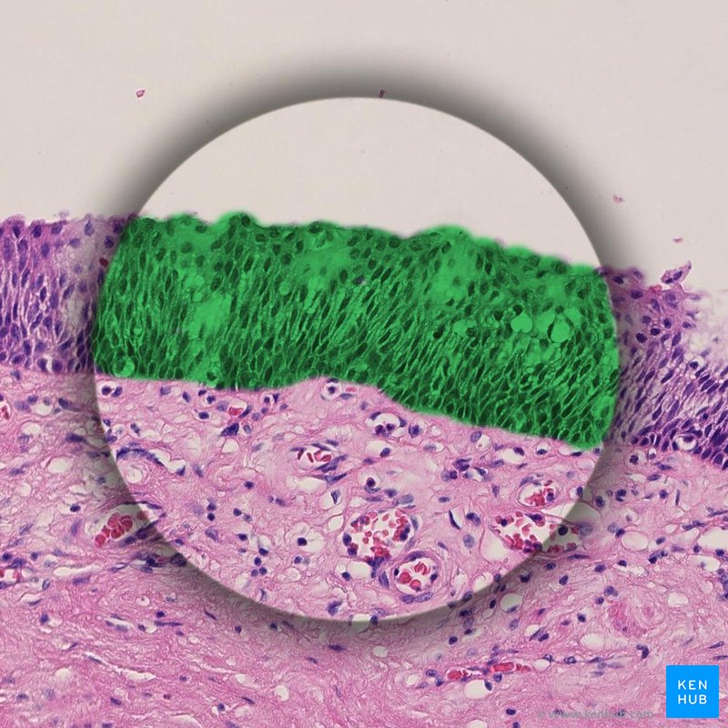 Mehrschichtiges Epithel: Aufbau, Einteilung, Funktion | Kenhub