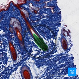 Hair bulb: Anatomy and function | Kenhub