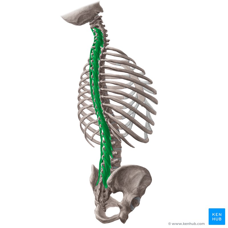 Multifidus: Origin, insertion, innervation, action | Kenhub