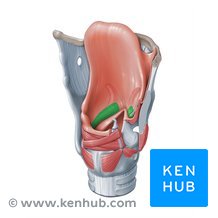 ventricular folds function