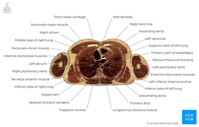 Cross sectional anatomy | Kenhub