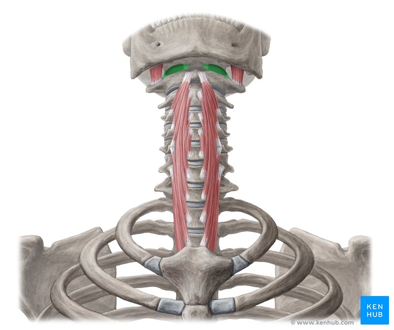 Rectus capitis anterior: Origin, insertion,supply,action | Kenhub