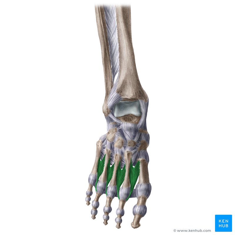 Dorsal interossei of foot: Attachments, supply, action | Kenhub