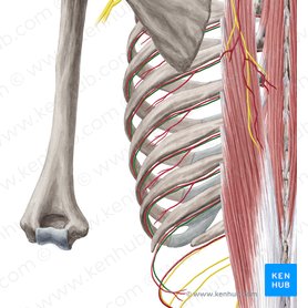 Intercostal nerves: origin, course and function | Kenhub