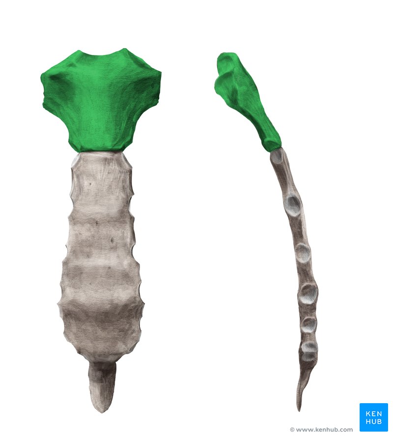 Manubrium of sternum: Anatomy, structure and attachments | Kenhub
