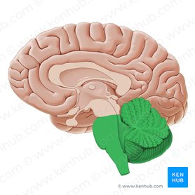 Lateral view of the brain: Anatomy and functions | Kenhub