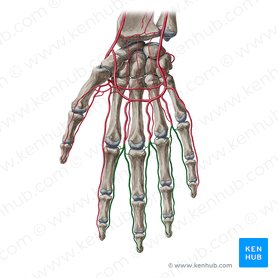 Superficial palmar arch: Origin, branches, function | Kenhub