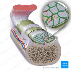 Sistema musculoesquelético: Anatomía y funciones | Kenhub