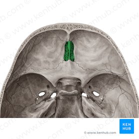 Bones of the human body: Overview and anatomy | Kenhub