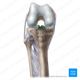 Knee joint: anatomy, ligaments and movements | Kenhub