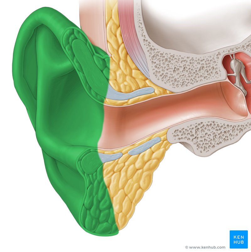 External Ear Anatomy Concha