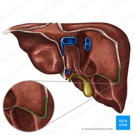 Liver ligaments and liver anatomy | Kenhub