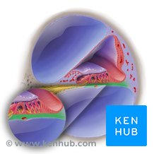 Basilar membrane: Anatomy and function | Kenhub