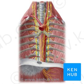 Thoracic splanchnic nerves: Origin, course, functions | Kenhub