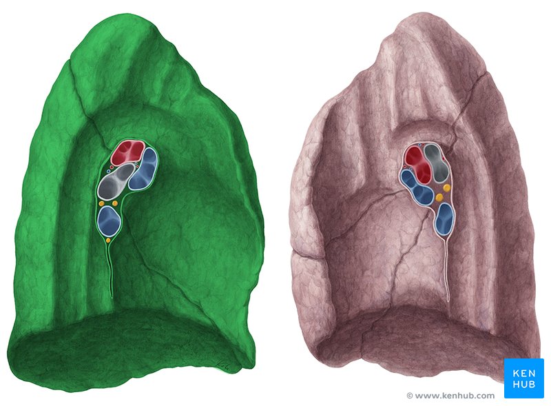 Bronchopulmonary segments: Anatomy and clinical aspects | Kenhub