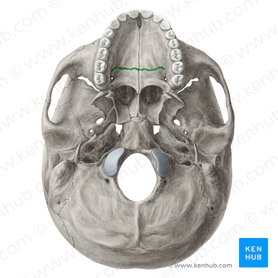 Sutures of the skull: Anatomy | Kenhub