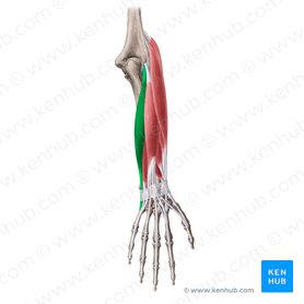 Extensor carpi ulnaris: Origin, insertion and function | Kenhub