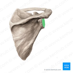 Scapula (Schulterblatt) - Anatomie, Aufbau und Musklen | Kenhub
