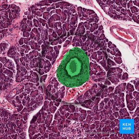 Pancreas histology: Exocrine & endocrine parts, function | Kenhub