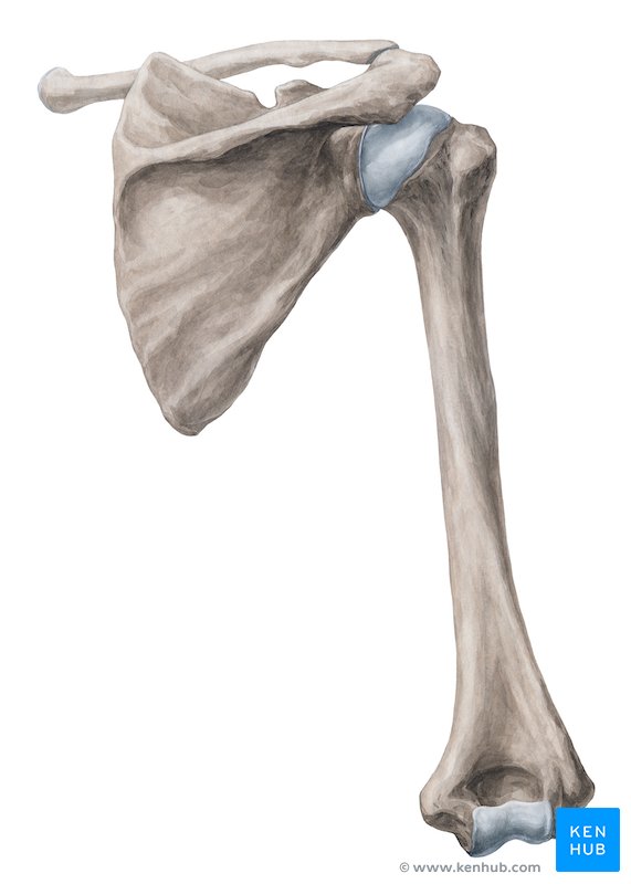 Húmero (hueso): Anatomía, Localización y Función | Guía de salud | Vidaliax