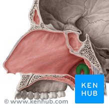 Torus tubarius: Anatomy and location | Kenhub