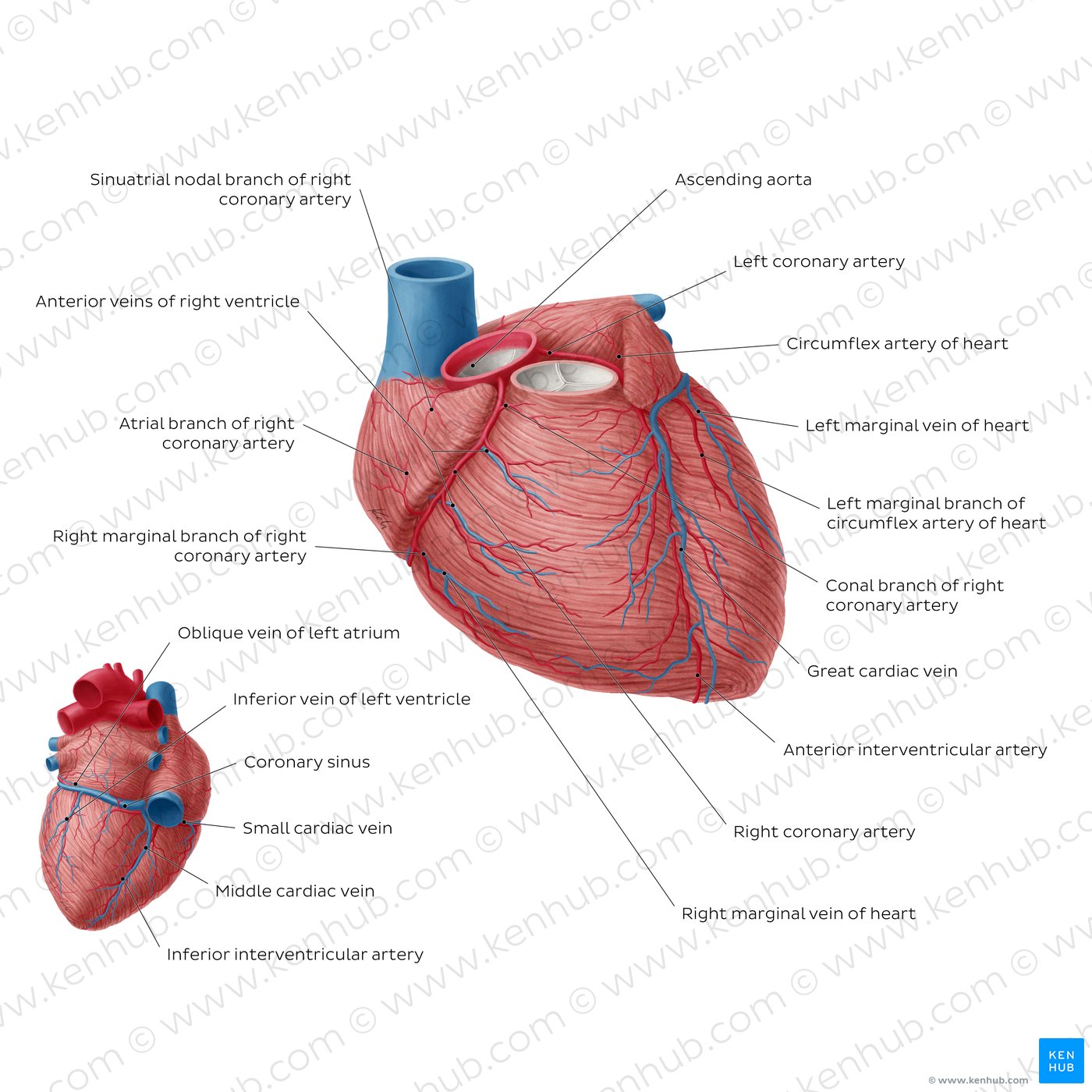 Heart anatomy: Structure, valves, coronary vessels | Kenhub