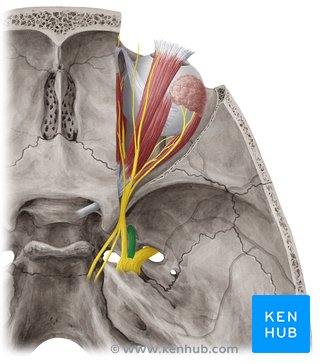 maxillary nerve function