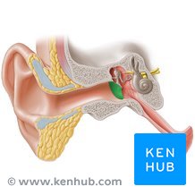 tympanic membrane eardrum function