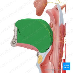 Epiglottis: Structure, function, epiglottitis | Kenhub