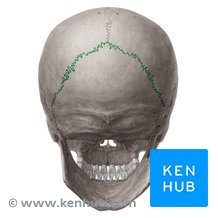 Sutura lambdoidea: Anatomie und Funktion | Kenhub