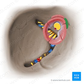 Superior rectus: Origin, insertion, innervation, function | Kenhub