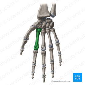 Carpometacarpal (CMC) joints: Bones, ligaments, movements | Kenhub