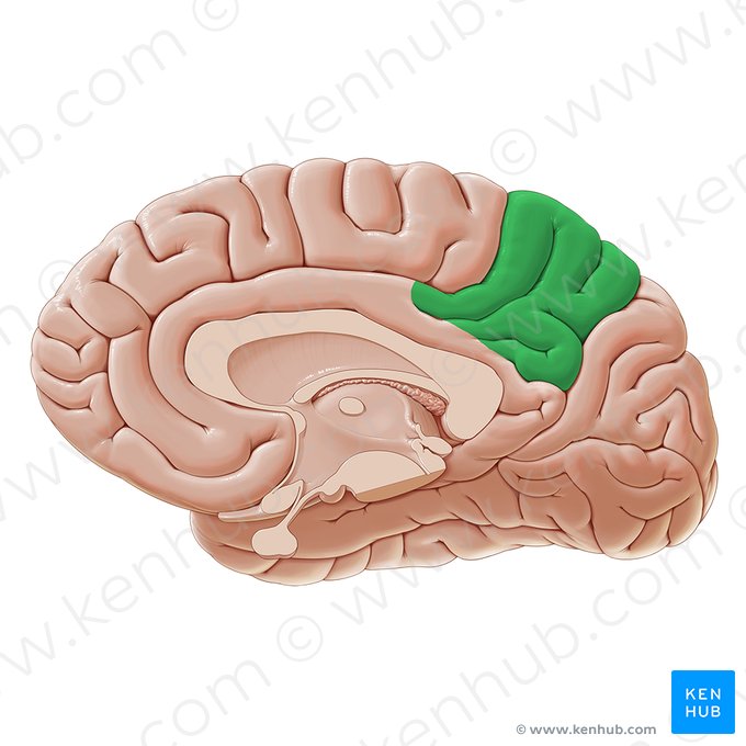 Córtex cerebral - Anatomia, histologia e funções | Kenhub