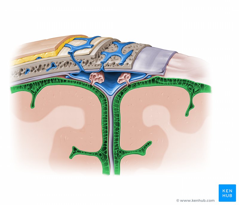 Subarachnoid Space Spinal Cord