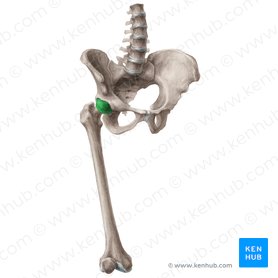 Fémur: Anatomía, partes, músculos | Kenhub